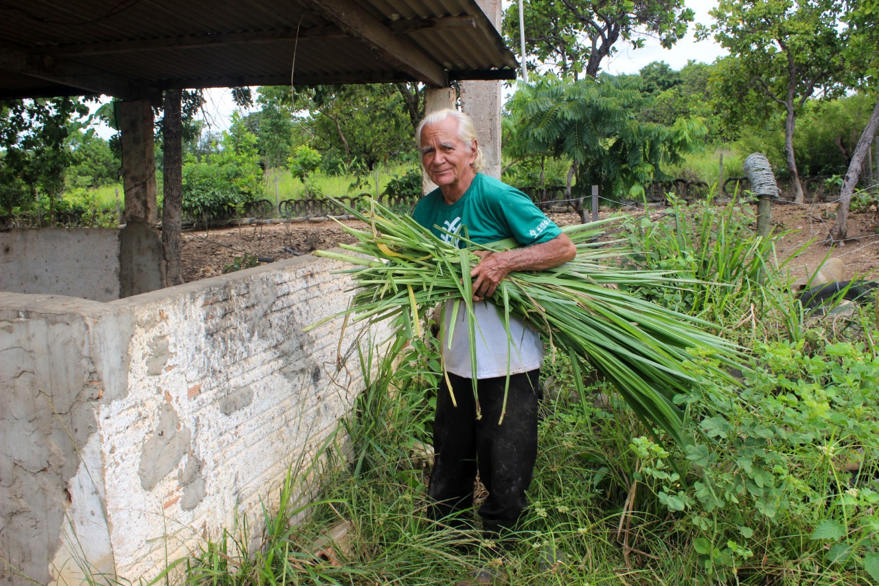 Prefeitura leva curso do Senar de implantação e manejo de capineira e ...